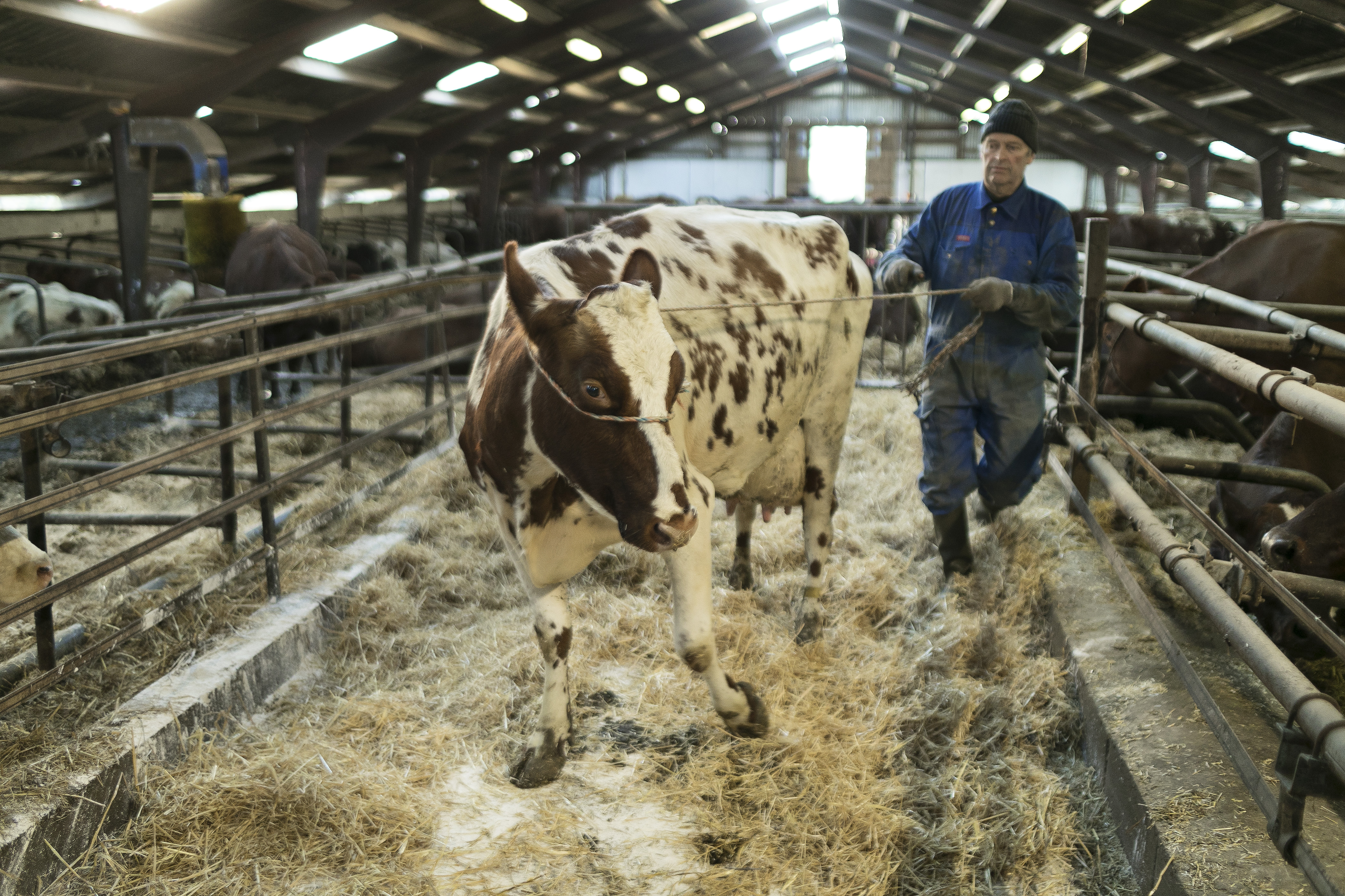 Arbejdet med store dyr gør kvægpraksis til en farlig arbejdsplads ...