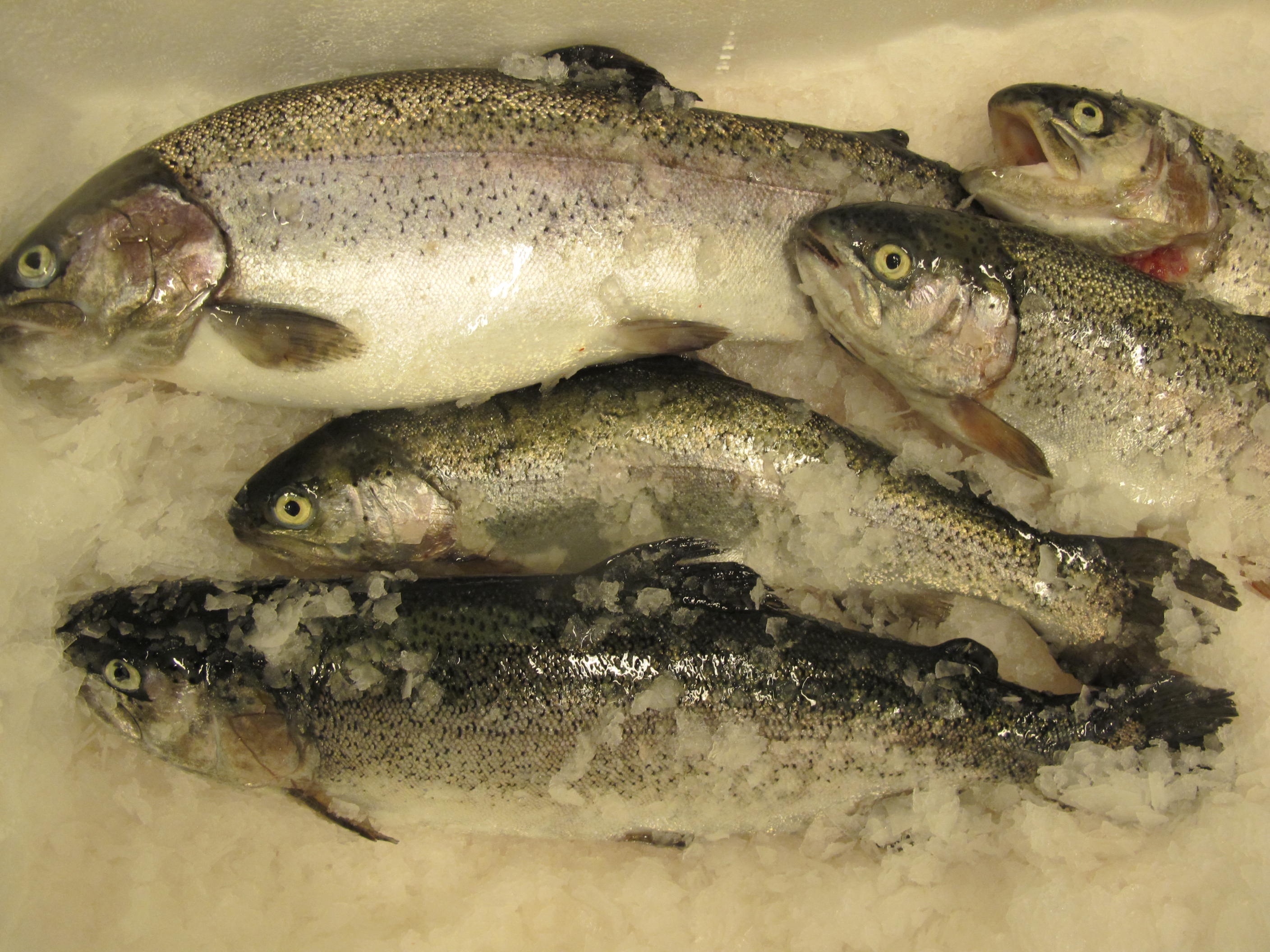 Lakselus i danske farvande på vilde og opdrættede fisk | Dansk ...