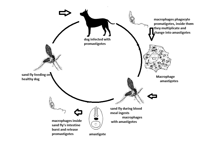 Skal vi bekymre os om leishmaniasis? | Dansk Veterinærtidsskrift