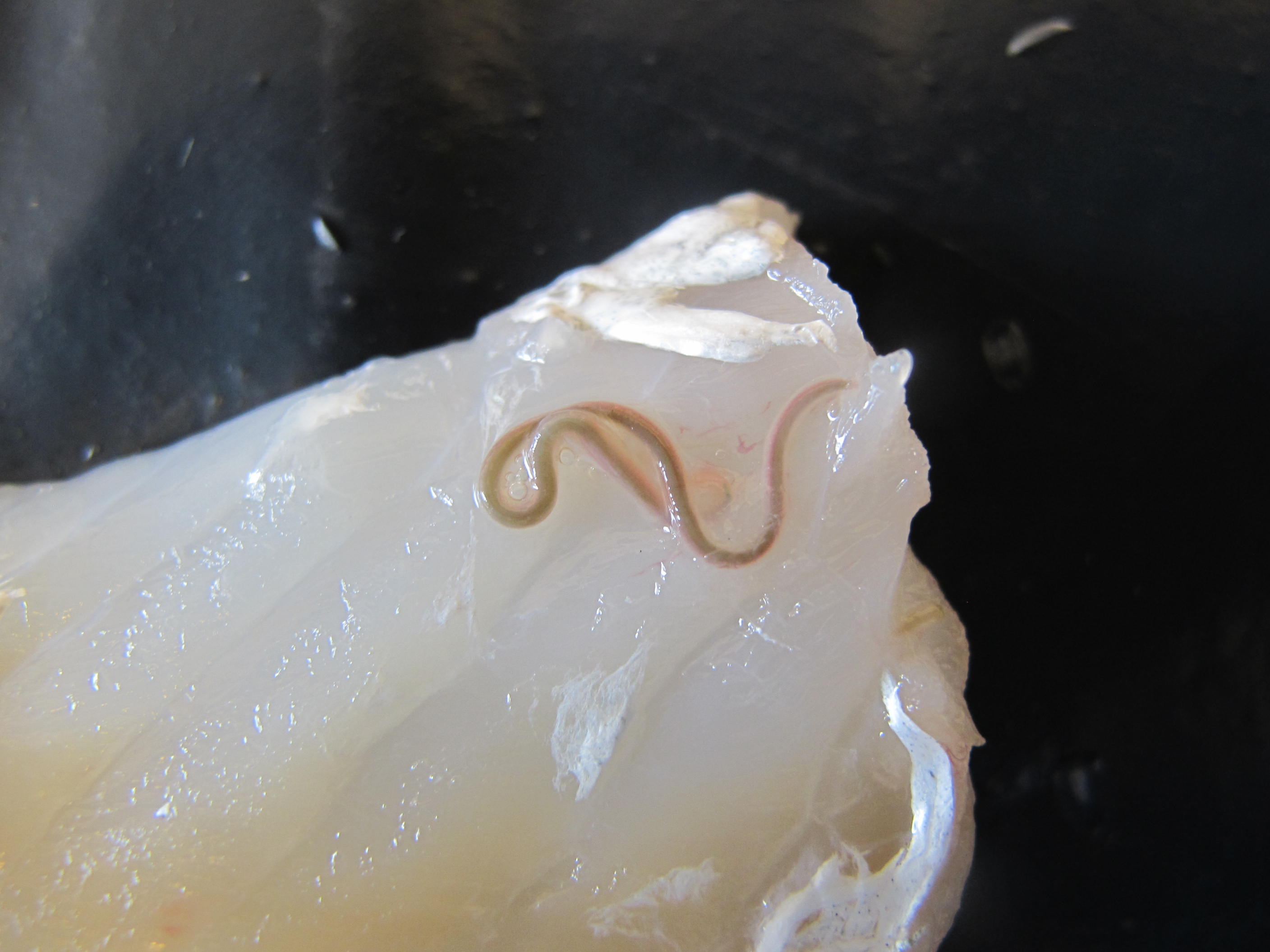 Zoonotiske parasitter i vilde og opdrættede fisk i Danmark | Dansk ...