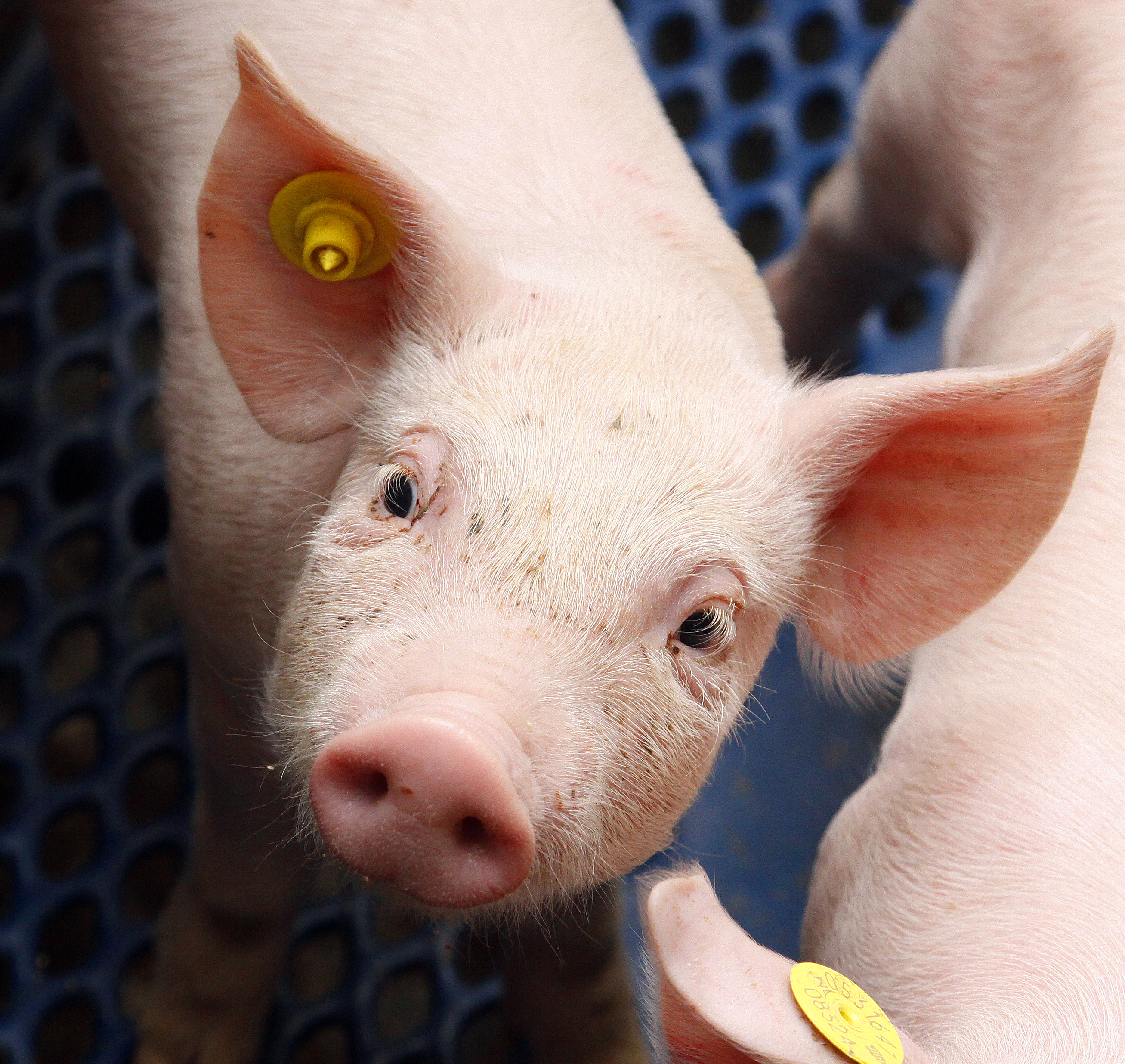 Vejen til at faglige input om dyresundhed og -velfærd havner i EU ...