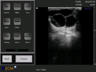 Ovarian Cyst: Ultrasound approach, part 1 | Dansk Veterinærtidsskrift