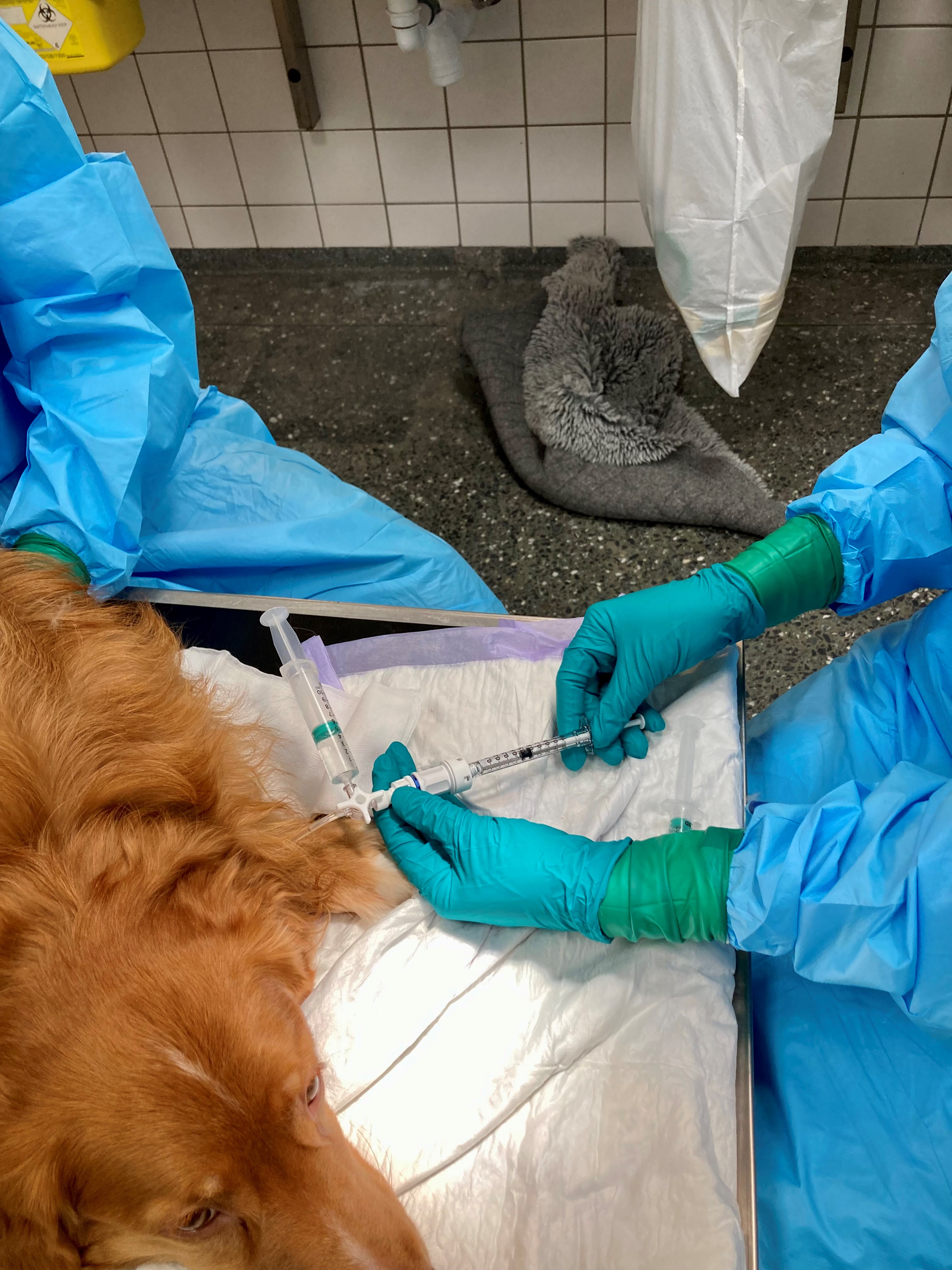 Behandling af familiedyr med cytostatika og andre antineoplastiske ...